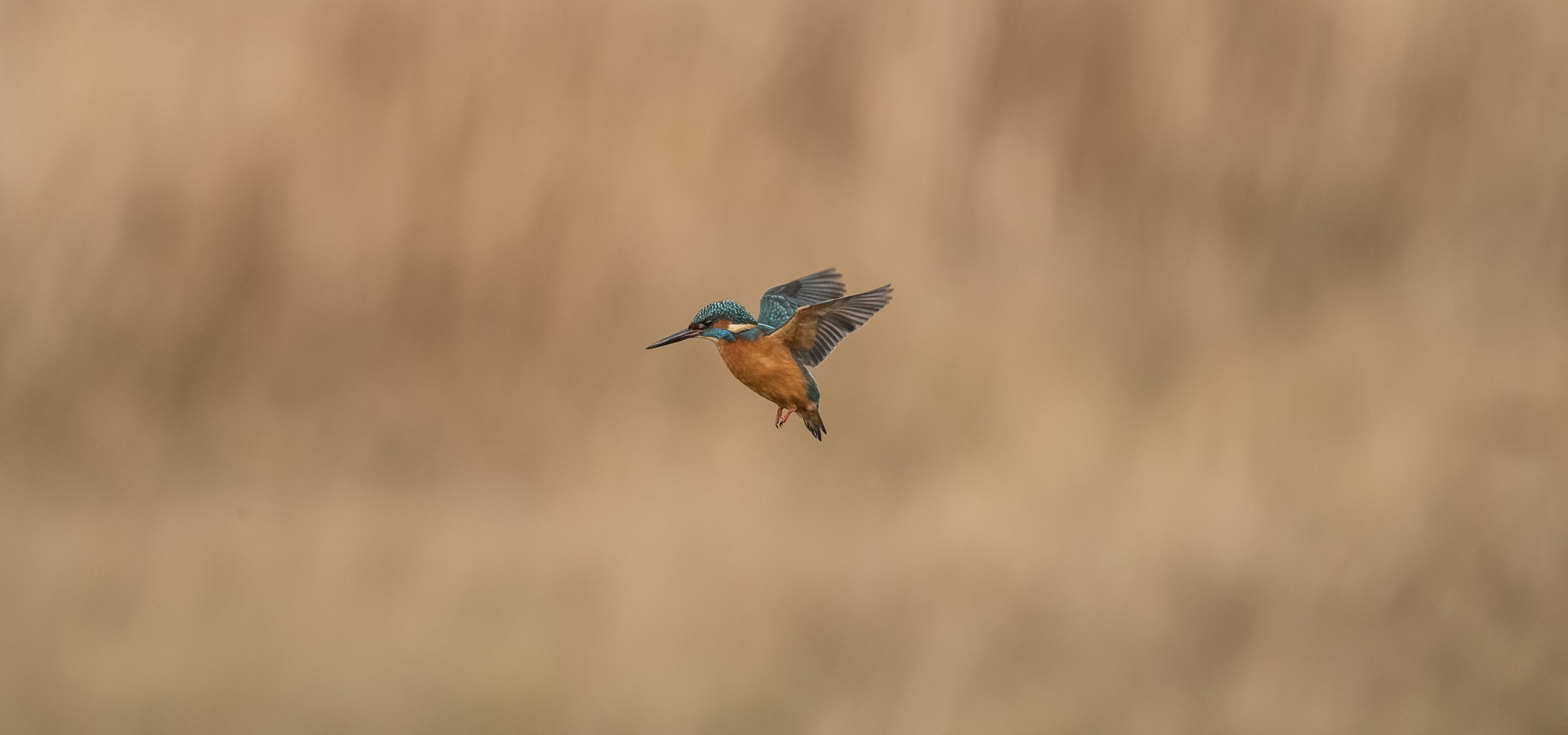 Home - Bird Stock Photo